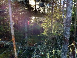 Trail Blazing 101: Are You Ready To Blaze 650ft Through The Woods?